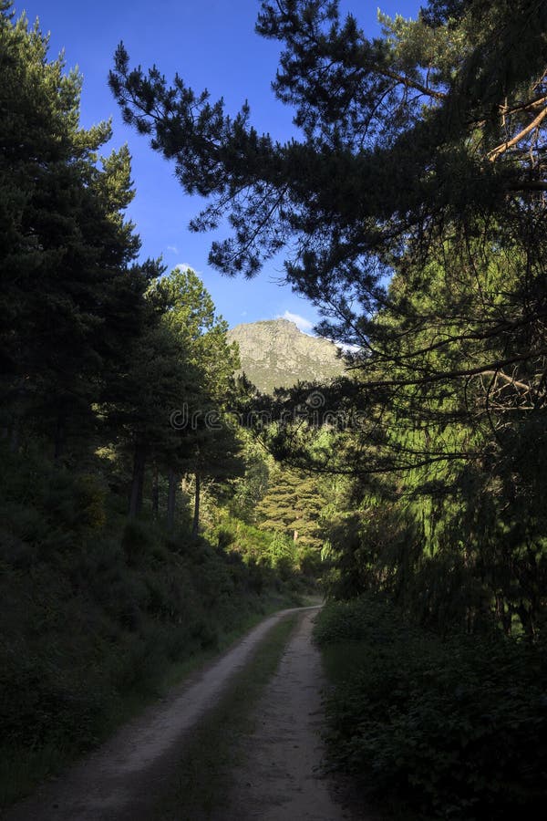 Landscape in Forest Path in Shadow with Clear Light Towards Sunny ...