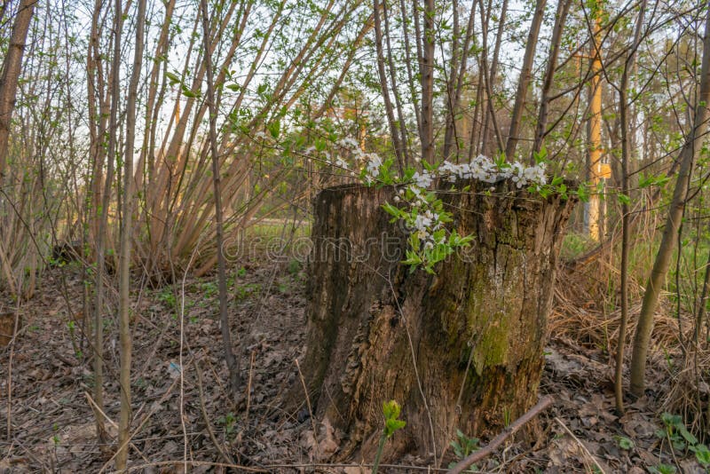 Landscape Forest Path Spring Road To the Forest Stock Photo - Image of ...