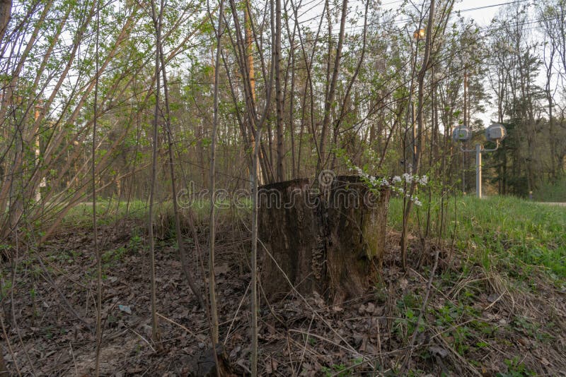 Landscape Forest Path Spring Road To the Forest Stock Photo - Image of ...
