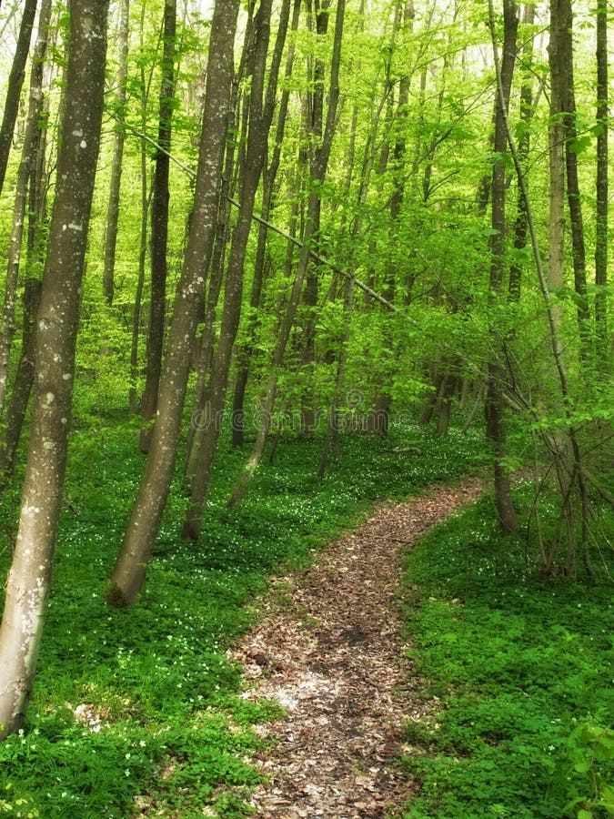 Landscape, Forest and Path with Trees in Summer for Conservation or ...