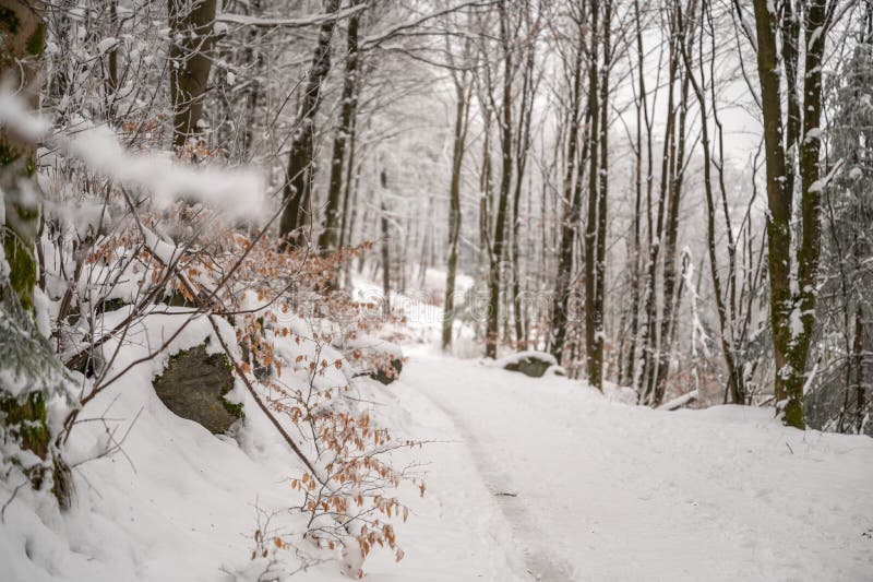Landscape, Forest Path during Winter with Lots of Snow Stock Image ...