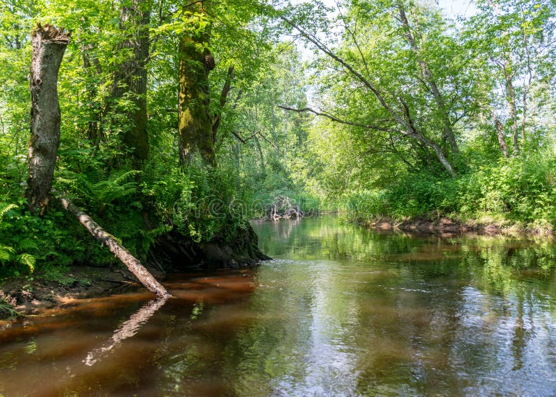 Landscape with Forest River Reflection View, Green Forest River View ...