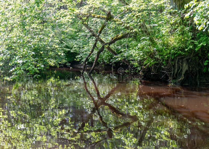 Landscape with Forest River Reflection View, Green Forest River View ...