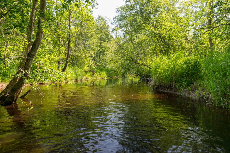 Landscape with Forest River Reflection View, Green Forest River View ...