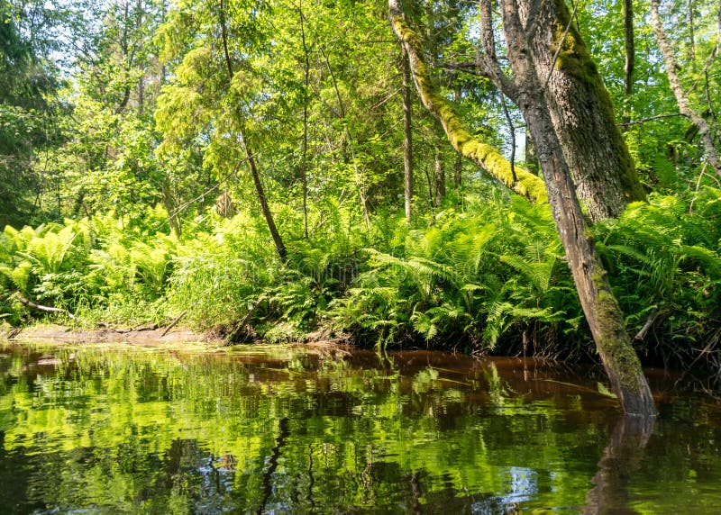 Landscape with Forest River Reflection View, Green Forest River View ...