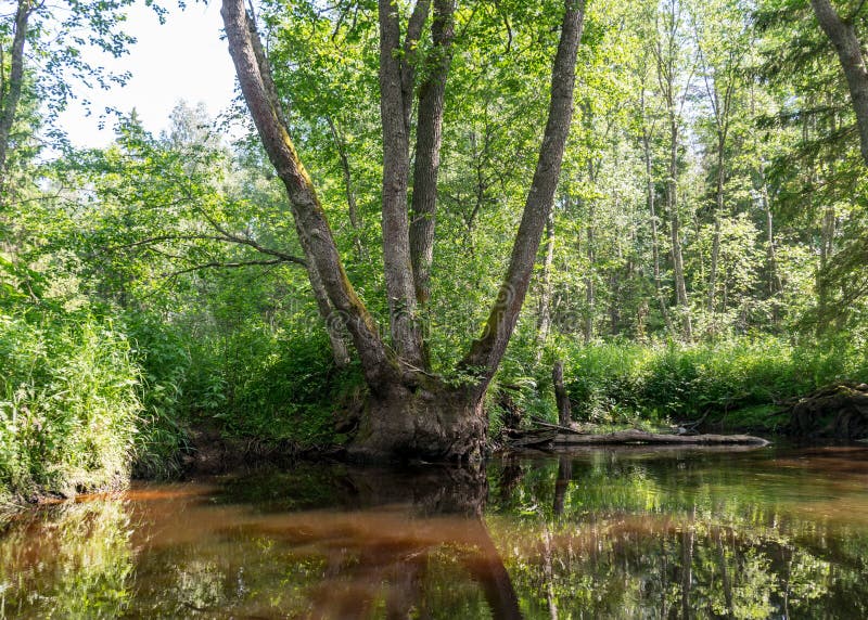 Landscape with Forest River Reflection View, Green Forest River View ...