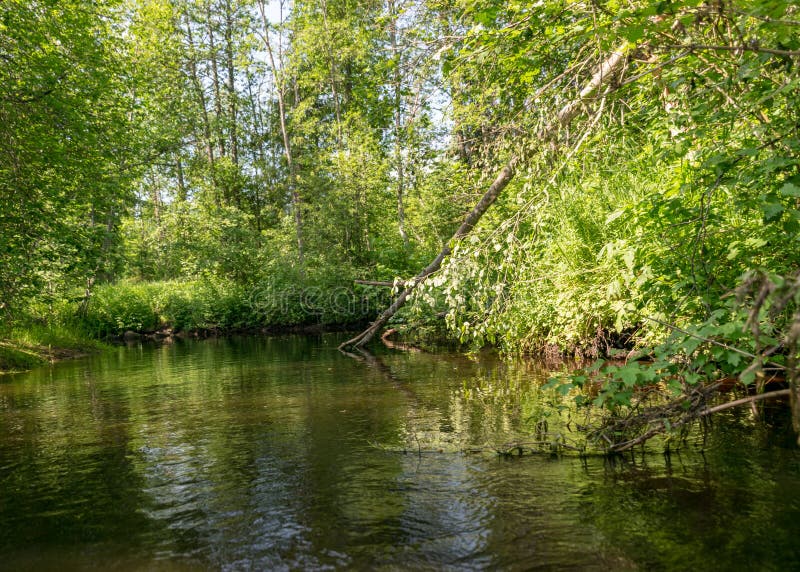 Landscape with Forest River Reflection View, Green Forest River View ...