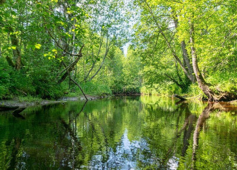 Landscape with Forest River Reflection View, Green Forest River View ...