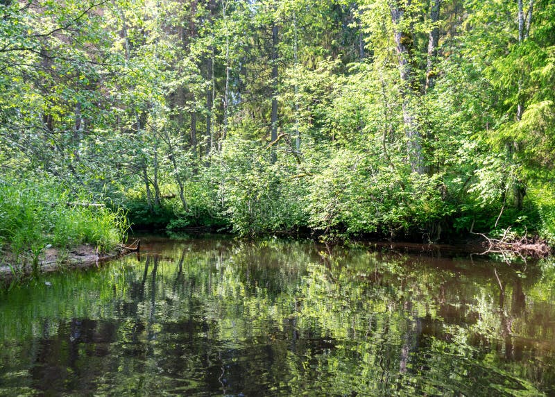 Landscape with Forest River Reflection View, Green Forest River View ...