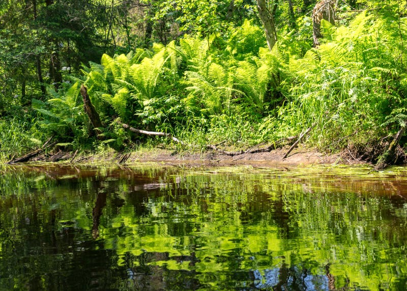 Landscape with Forest River Reflection View, Green Forest River View ...