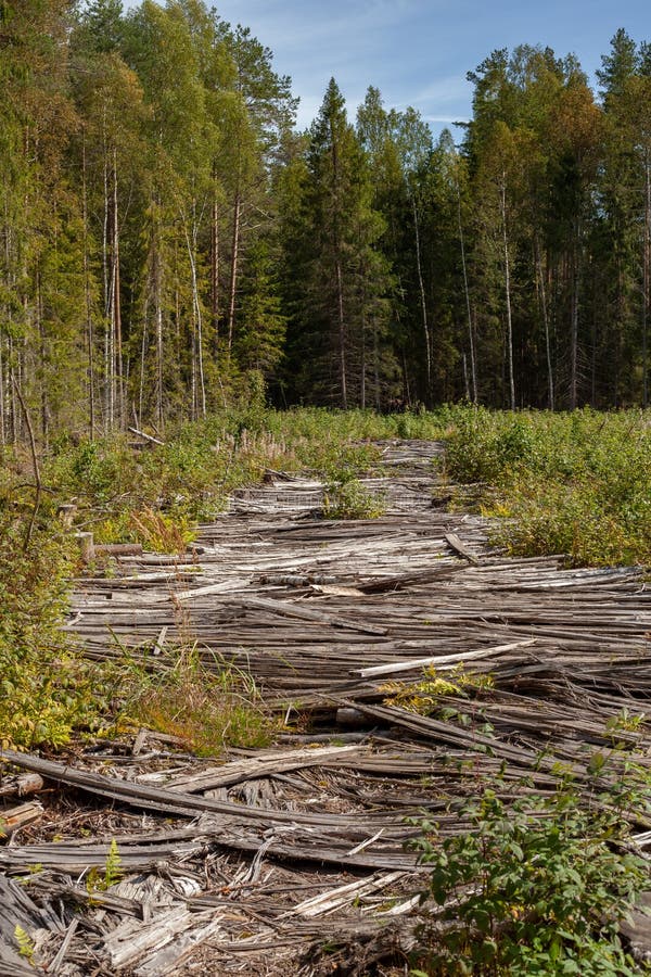 Landscape with Forest and Road through a Swamp Stock Photo - Image of ...