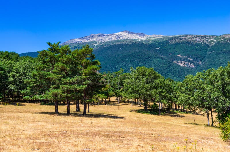 Landscape of a Forest on the Side of a Mountain Stock Photo - Image of ...