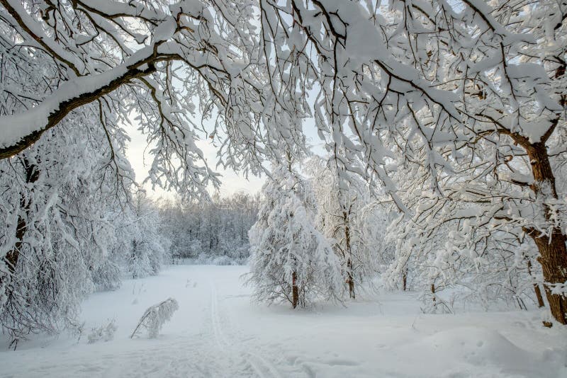 Landscape in the Forest after Snowfall Stock Image - Image of trees ...