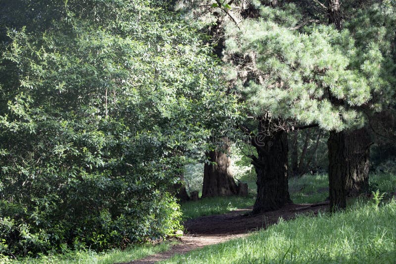 Colorful Textures of Pine Trees with Forest Pathway during the Spring ...