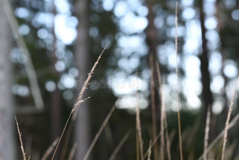 Tree and hay stock photo. Image of landscape, forest - 268841748
