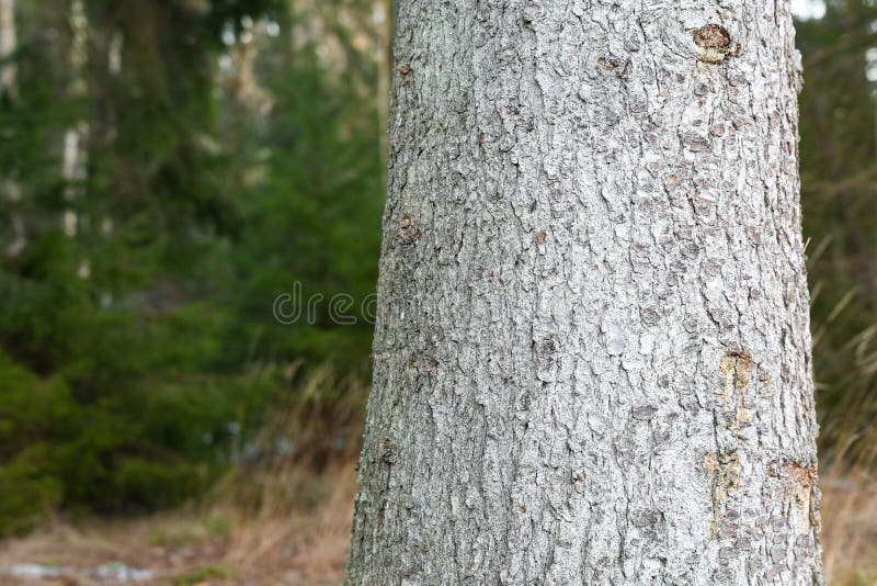 Tree and hay stock photo. Image of wind, forest, tree - 268842296