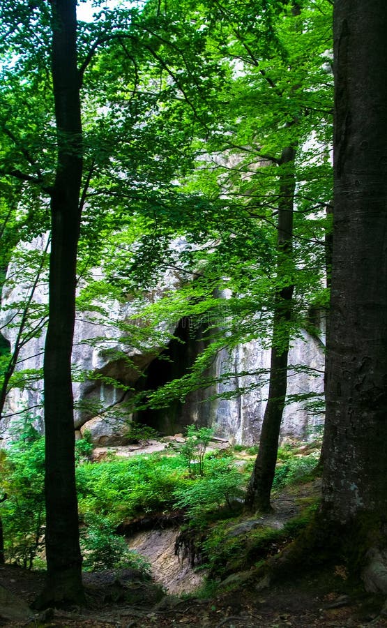 Landscape Forest Trees Rocks Stock Image - Image of green, tale: 82135337