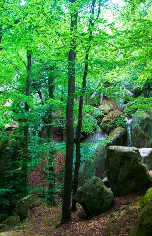 Landscape Forest Trees Rocks Stock Image - Image of beauty, cave: 82146117