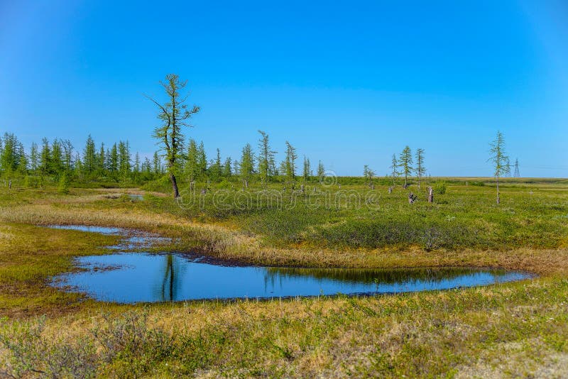 Landscape of the Forest-tundra and the Sandy River Bank Stock Photo ...