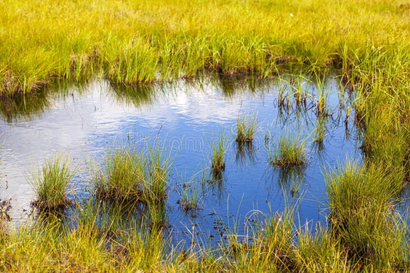 Landscape of the Forest-tundra and the Sandy River Bank Stock Image ...