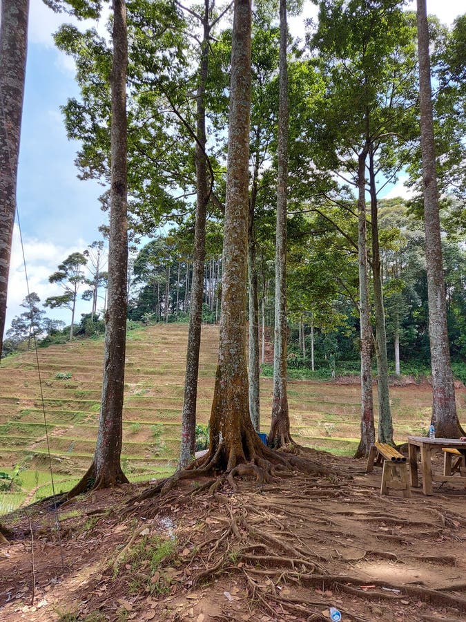Landscape Forest, Wood, Trees, Leaves, Ground Stock Photo - Image of ...