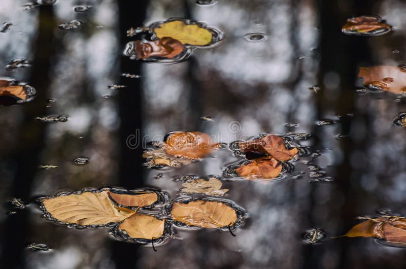Landscape in forest stock photo. Image of ornament, botany - 164332604