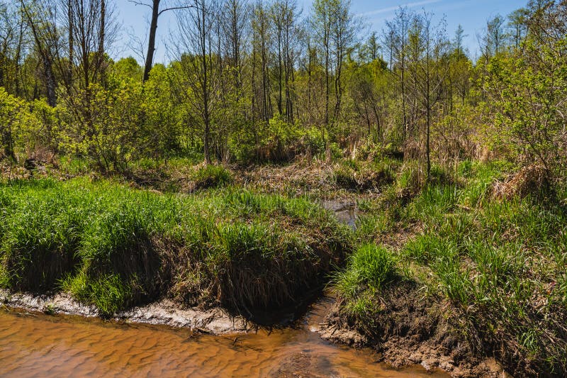Landscape of Forested Wetlands with a Drainage Ditch Stock Photo ...