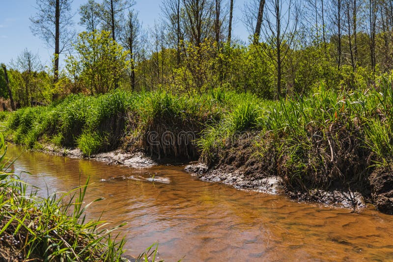 Landscape of Forested Wetlands with a Drainage Ditch Stock Image ...