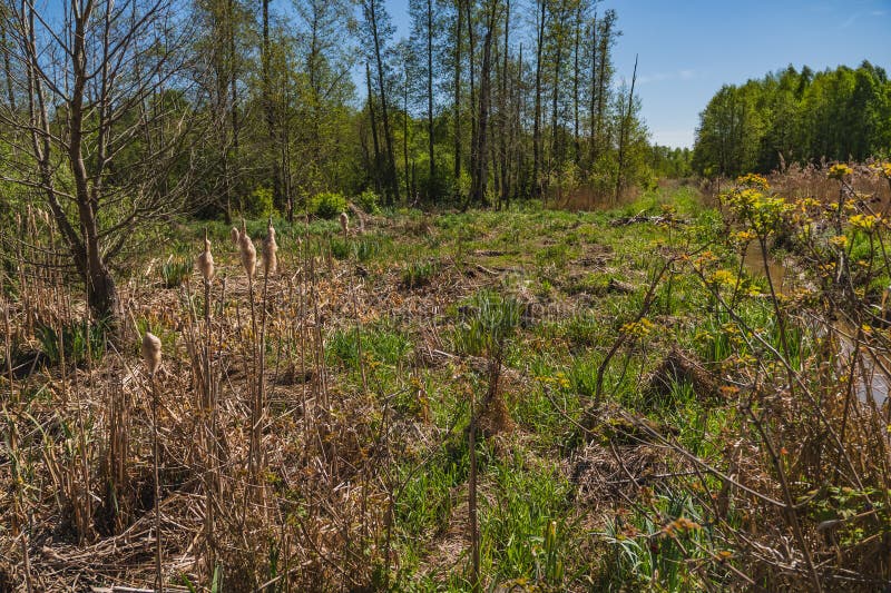 Landscape of Forested Wetlands with a Drainage Ditch Stock Photo ...