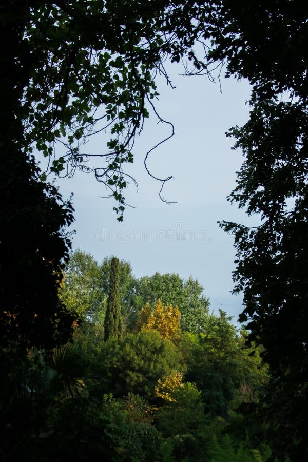 Landscape with a Frame of Grape Leaves and Bunches of Grapes Stock ...
