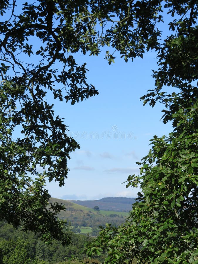 A Landscape Framed by Trees Stock Photo - Image of reflection, jungle ...