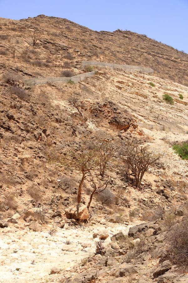 Landscape with Frankincense Trees in Dhofar Mountains, Oman Stock Photo ...