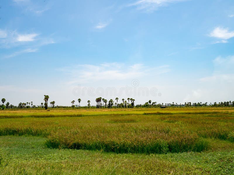 Landscape Fresh Green Field Palm Tree in Countryside View with Blue Sky ...