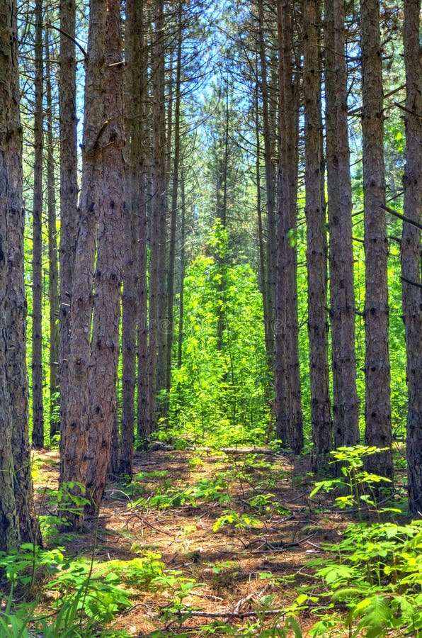 Landscape in Fresh Green Forest Stock Image - Image of leaf, greenery ...