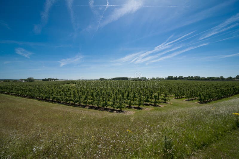 Landscape with fruit trees stock image. Image of cherries - 27080505