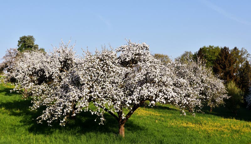 Fruit trees in Spring stock photo. Image of white, green - 115648130