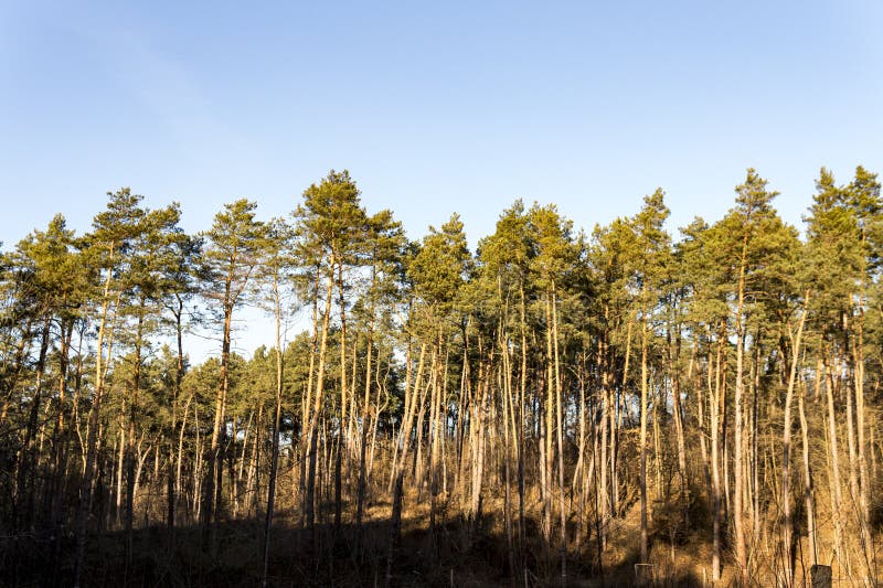Landscape Full of Tall Pine Trees Over a Blue Sky Stock Photo - Image ...