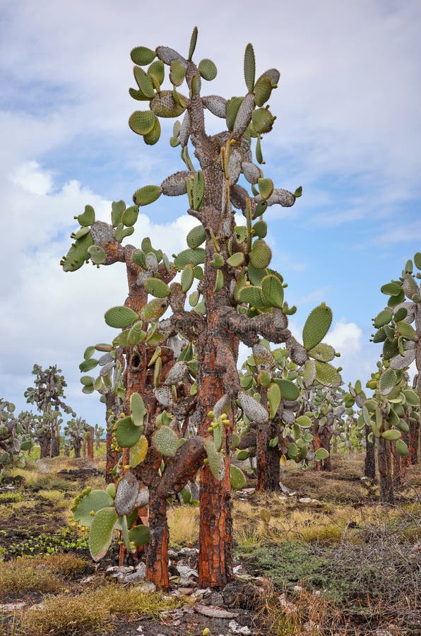 Landscape with Galapagos Giant Cactus, Galapagos Islands, Ecuador Stock ...