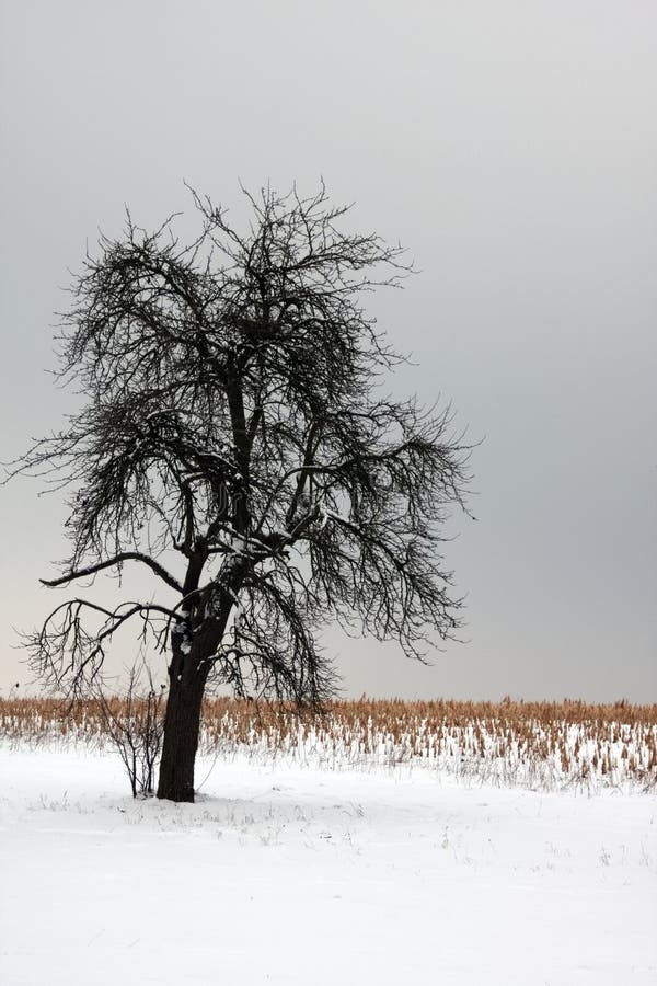 Only a Tree in Winter Cornfield Stock Image - Image of morning, flower ...