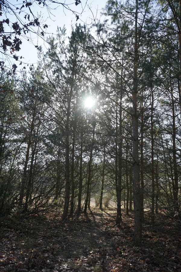 The Low-lying Sun Shines through the Branches of Trees in the Winter ...