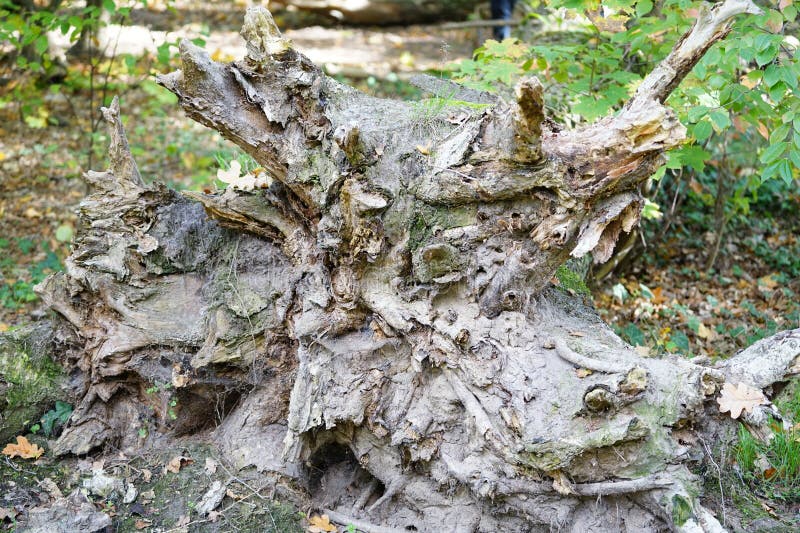 The Root of a Fallen Tree in the Autumn Forest. Berlin, Germany Stock ...