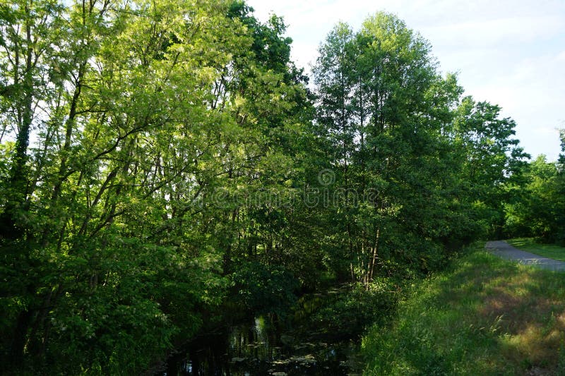 Landscape with the Wuhle River and Its Surrounding Vegetation. Berlin ...