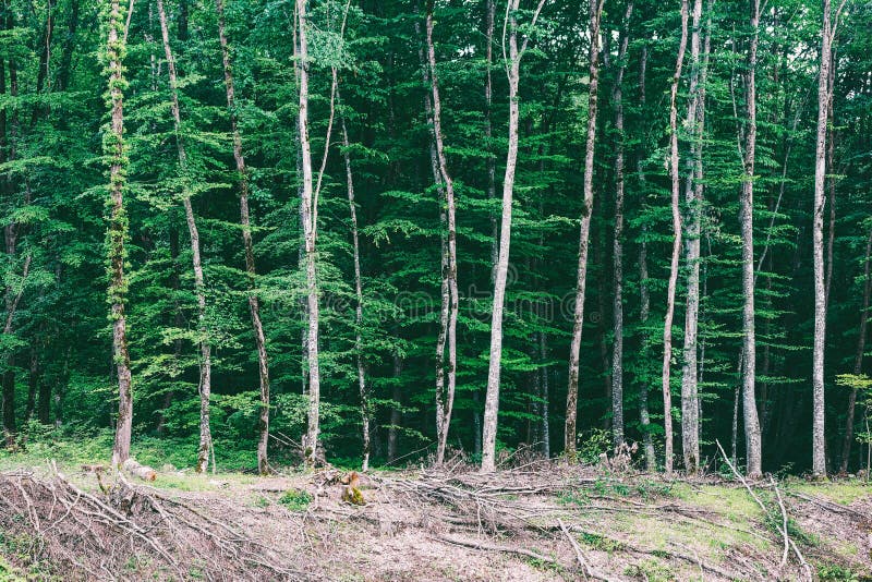 Landscape with Glades and Orderly Rows of Trees in a Dense Forest Stock ...