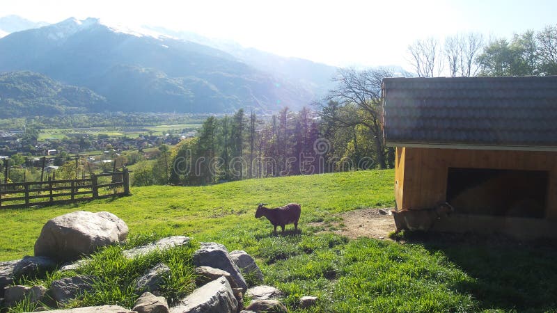 Landscape with goat stock image. Image of green, nature - 100749337