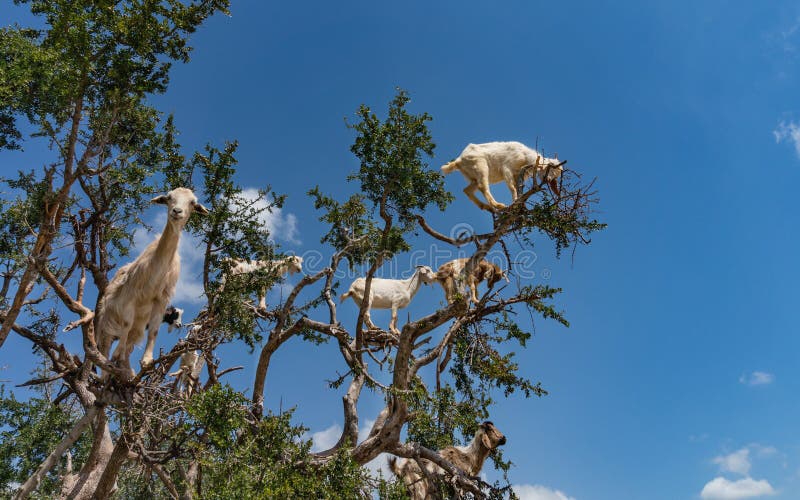 Landscape with Goats in a Big Tree Stock Photo - Image of animal, goats ...