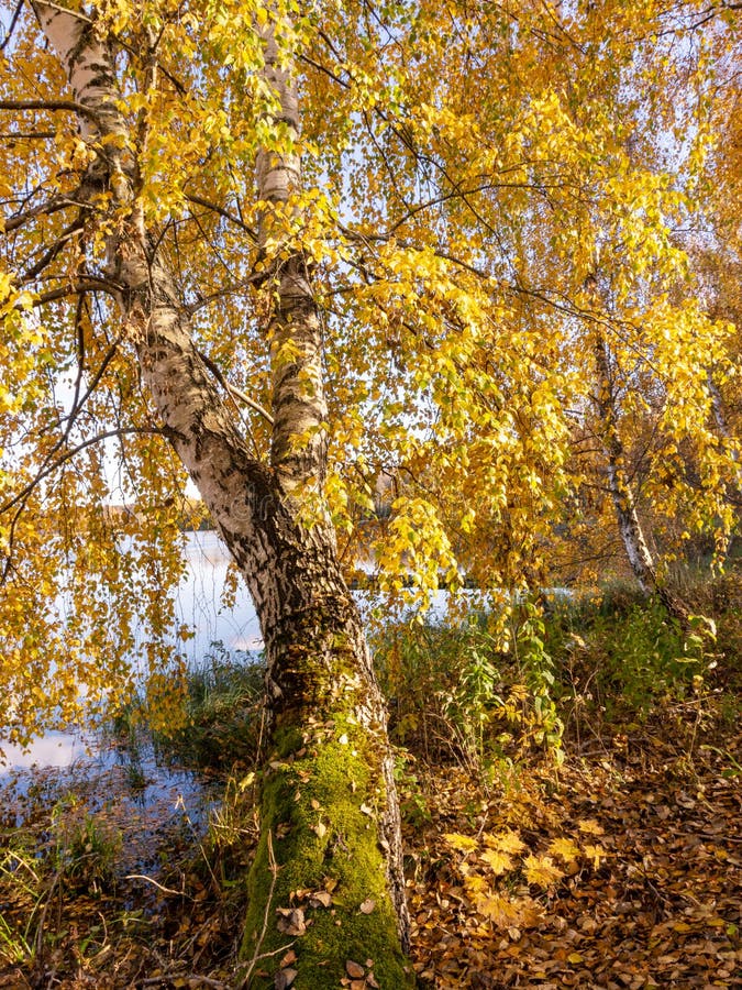 Golden Autumn, Gorgeous Trees Stock Photo - Image of autumn, blue ...