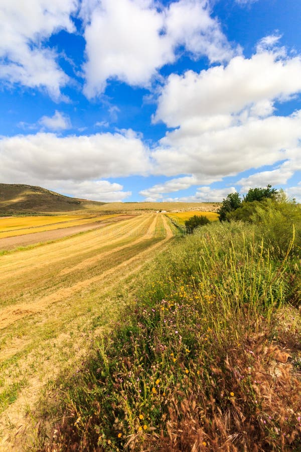 Landscape of golden fields stock photo. Image of mountains - 121637164
