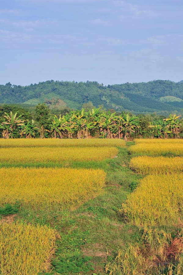 Landscape Golden Rice Field Mountain Stock Photo - Image of mountain ...