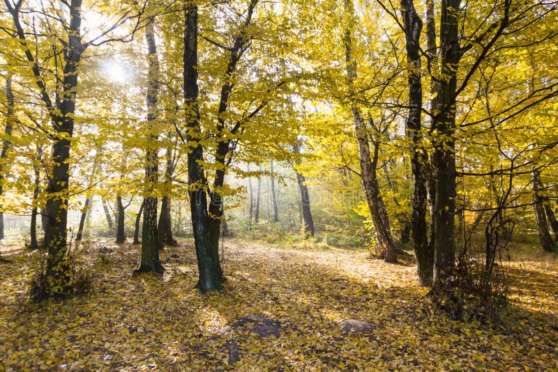 Landscape of Golden Yellow Trees Stock Photo - Image of beauty, orange ...