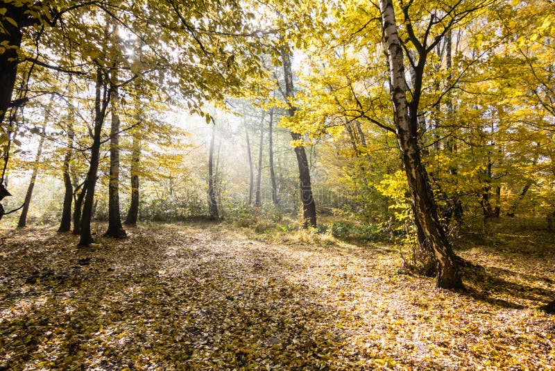 Landscape of Golden Yellow Trees and Fallen Leaves Stock Image - Image ...